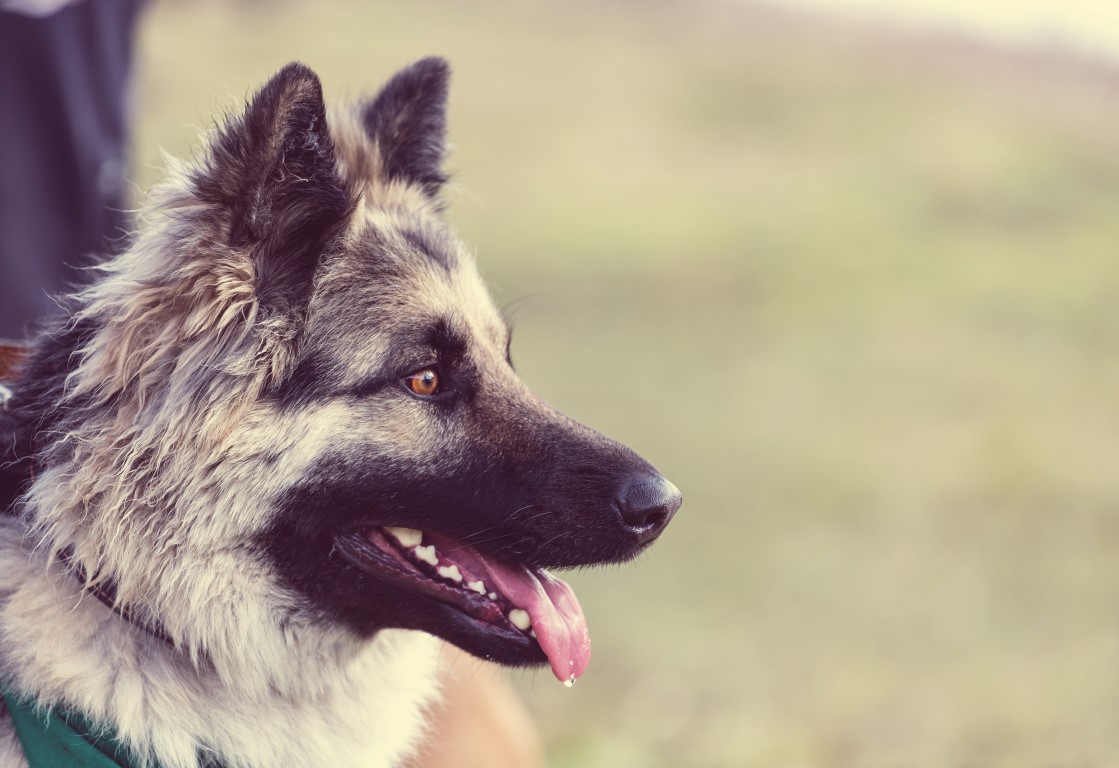 Voeding voor de oude hond | Hondenmaatjes.nl